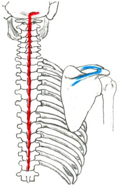 Brain-Friendly Muscle Viewer - Group 1 - Scapula/Clavicle