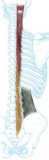 Brain-Friendly Muscle Viewer - Group 8 - Spine