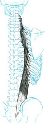 Brain-Friendly Muscle Viewer - Group 8 - Spine