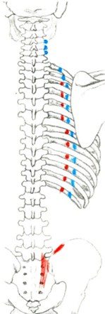 Brain-Friendly Muscle Viewer - Group 8 - Spine