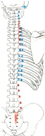 Brain-Friendly Muscle Viewer - Group 8 - Spine