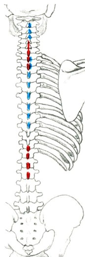 Brain-Friendly Muscle Viewer - Group 8 - Spine